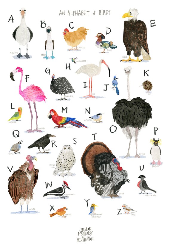 Bird ABC Poster For Nursery or Kids Room Bird Alphabet Print Art ...