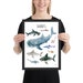 Sharks Animal Art Print Shark Science Poster for Nursery or - Etsy