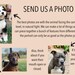 Custom Pet Portrait, Unique Pet Art Print, Modern Dog Portrait, Fun Dog ...