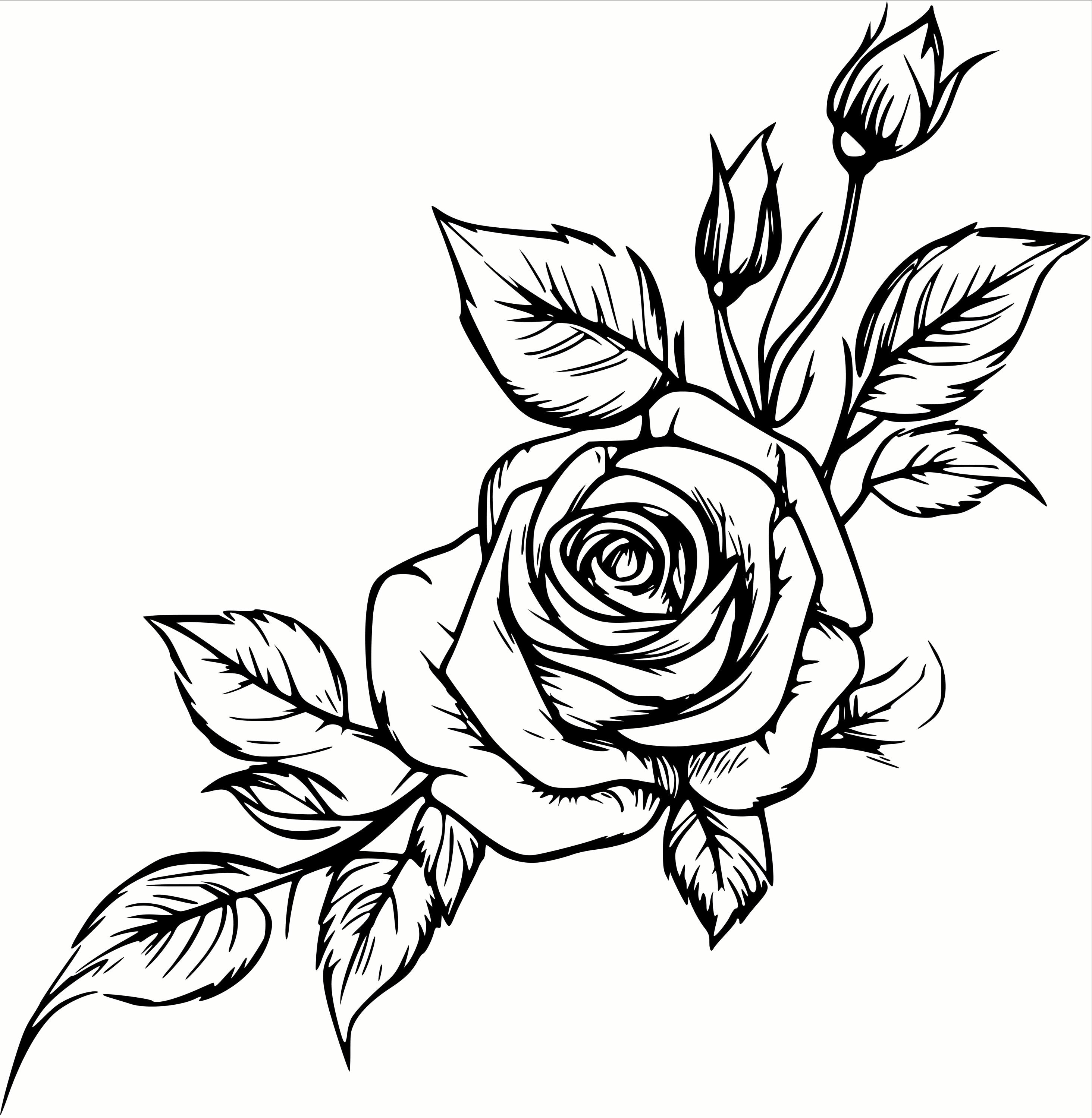 Rose SVG & PNG Graphic - Etsy