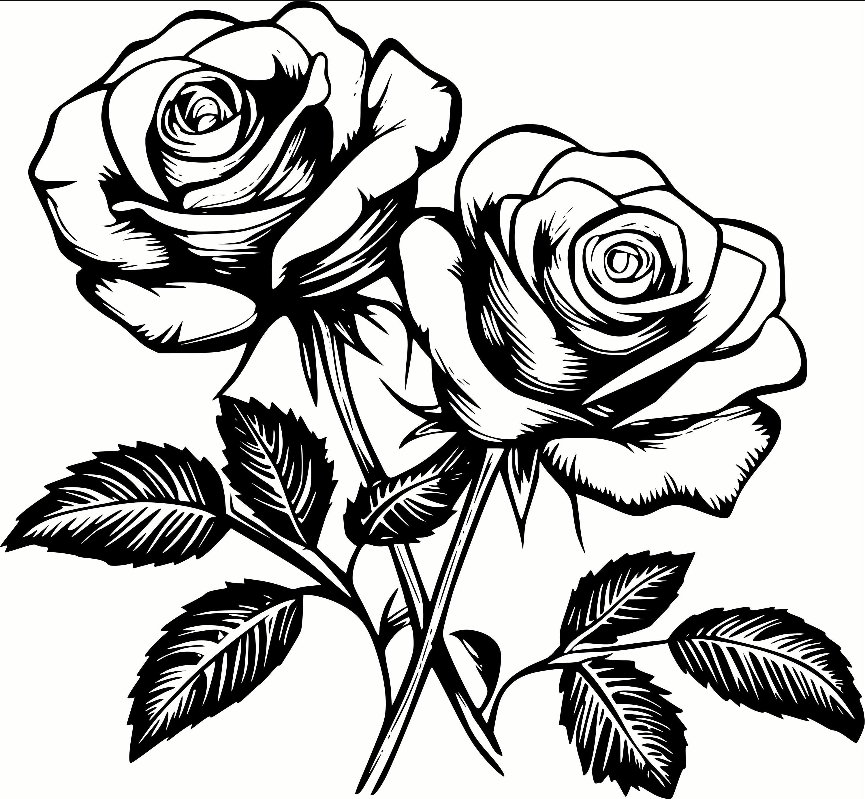 Beautiful Roses SVG & PNG - Etsy
