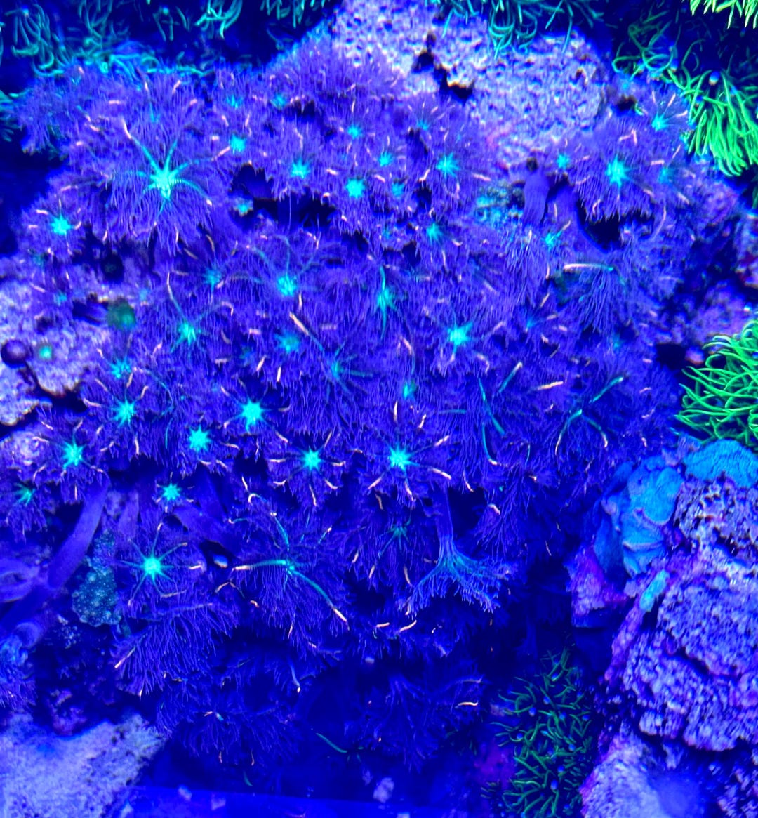 Jason Fox Rainbow Firework Clove Polyps Coral / FAST SHIPPING/ LPS - Etsy