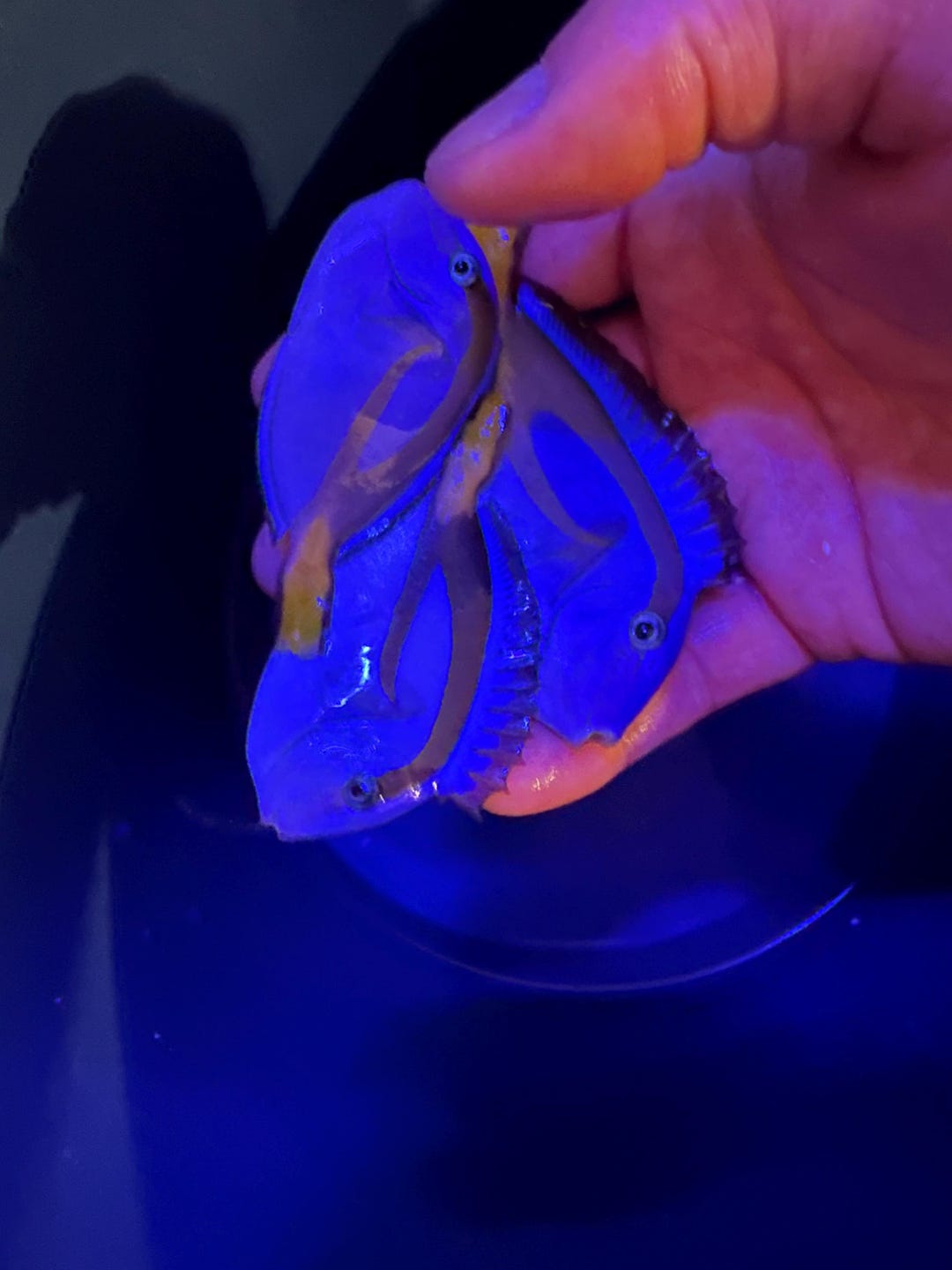 Regal Blue Hippo Tang Fish / FAST SHIPPING/ Fish Aquatic Wysiwyg - Etsy