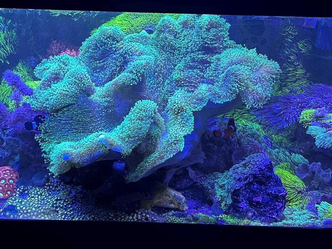 Neon Green Long Polyp Toadstool Coral/ Soft Coral - Etsy