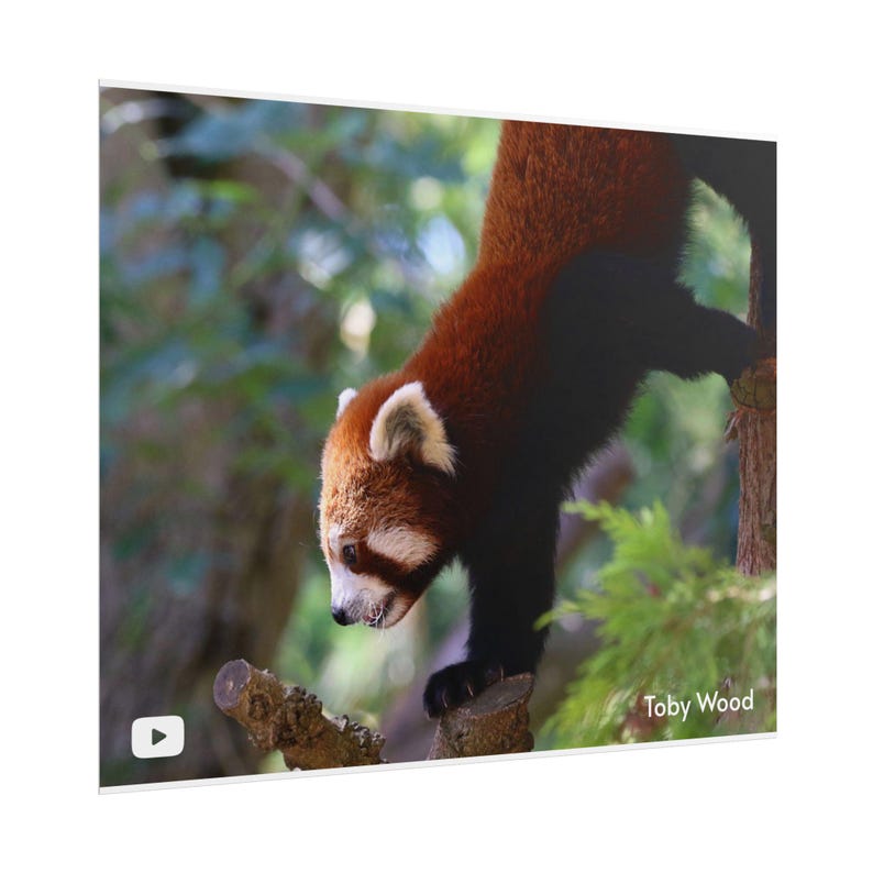 Climbing Red Panda Photograph Rolled Posters Wall Photograph Print 3 Sizes - Etsy