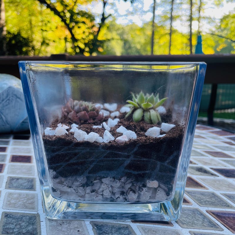 Square Terrarium - Etsy