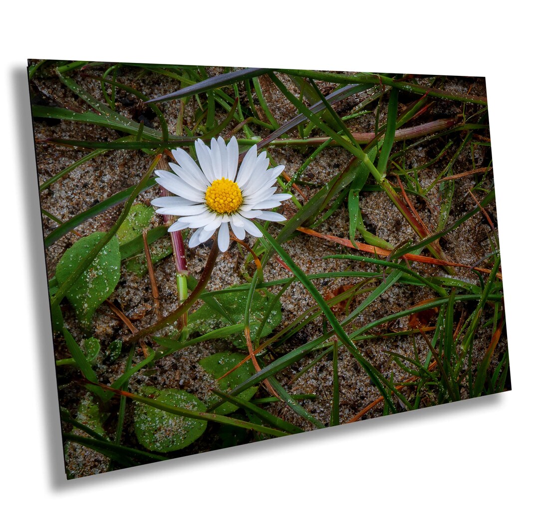 Oregon Coast Daisy Flower Print – Beach Sand Nature Photography - Etsy