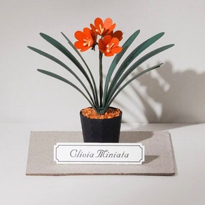 Clivia Miniata Bush Lily - Miniature DIY Paper Sculpture Crafting Kit ...