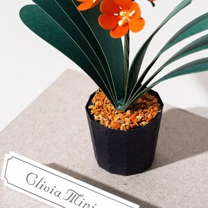 Clivia Miniata Bush Lily - Miniature DIY Paper Sculpture Crafting Kit ...