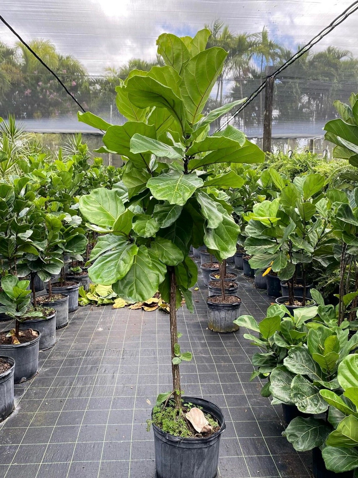 Ficus Lyrata Standard Tree Form 10 Grower Pot Included 5 Feet Overall ...