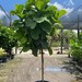 Ficus Lyrata Standard Tree Form 12 Grower Pot Included 6 Feet Overall ...