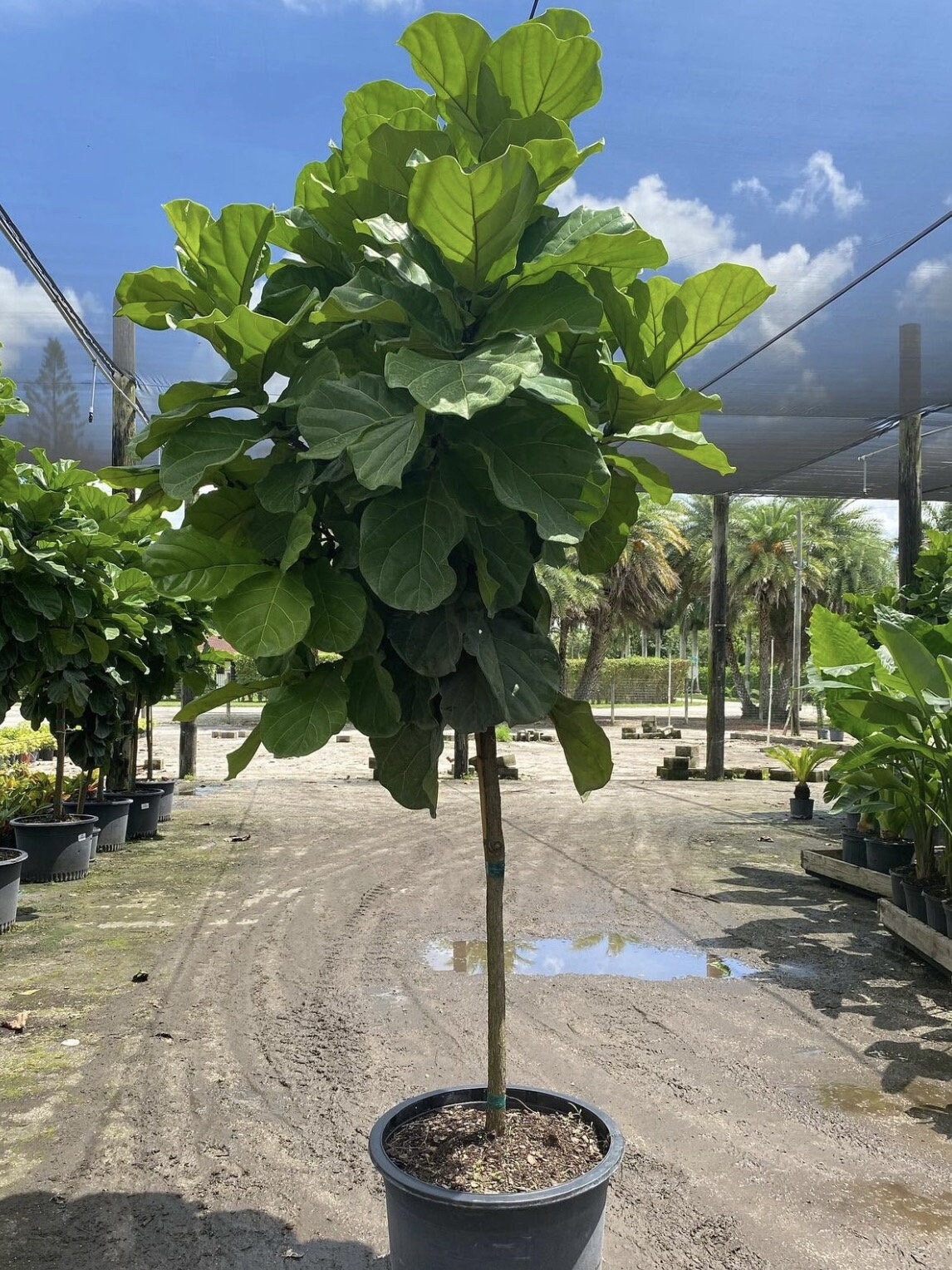 Ficus Lyrata Standard Tree Form 12 Grower Pot Included 6 Feet Overall ...