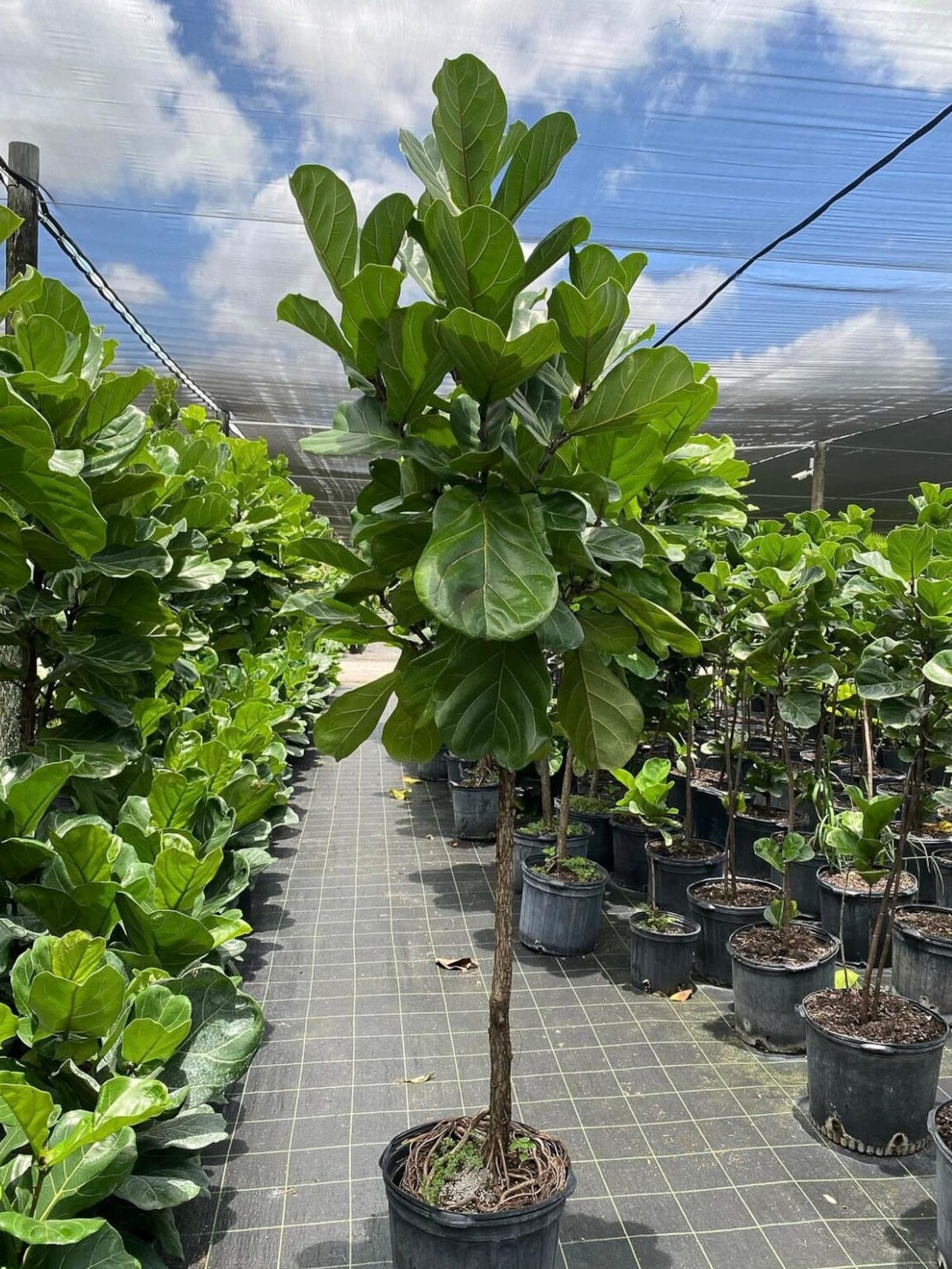 Ficus Lyrata Standard Tree Form 10 Grower Pot Included 5 Feet Overall ...