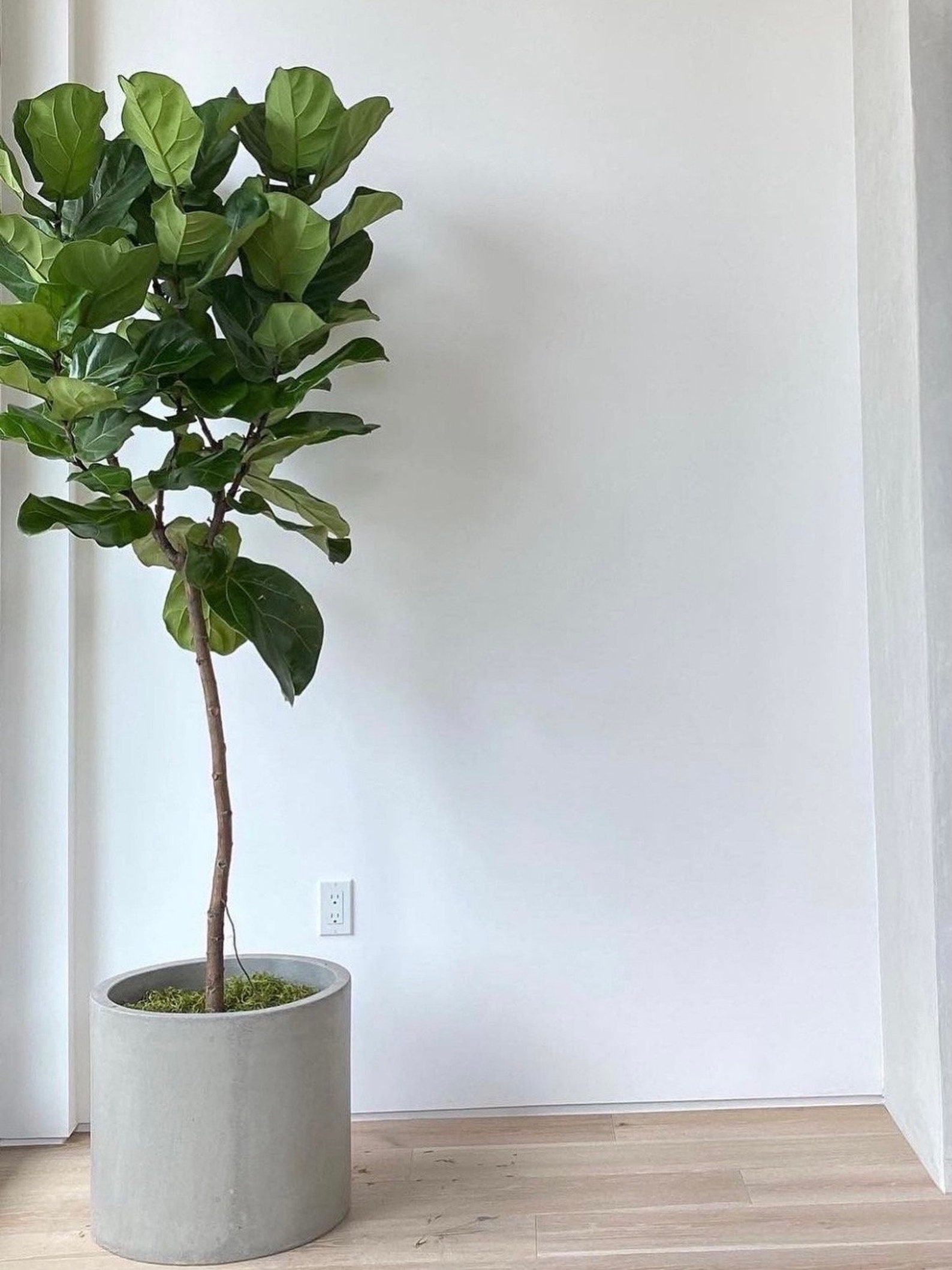 Ficus Lyrata Standard Tree Form 10 Grower Pot Included 5 Feet Overall ...