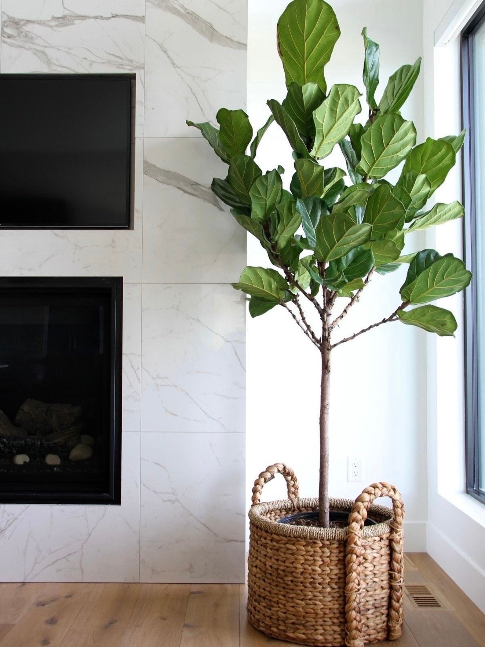 Ficus Lyrata Standard Tree Form in Large 12 Grower Pot Fiddle Leaf Fig ...