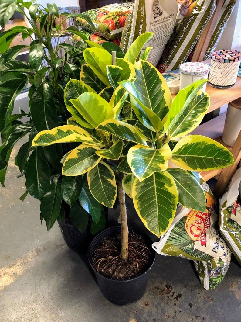 Ficus Altissima Standard Tree Form 10 Grower Pot Included 5 Feet ...