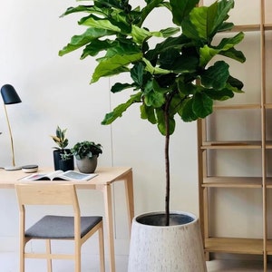 Ficus Lyrata Standard Tree Form in Large 12 Grower Pot Fiddle Leaf Fig ...