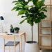 Ficus Lyrata Standard Tree Form in Large 12 Grower Pot Fiddle Leaf Fig ...