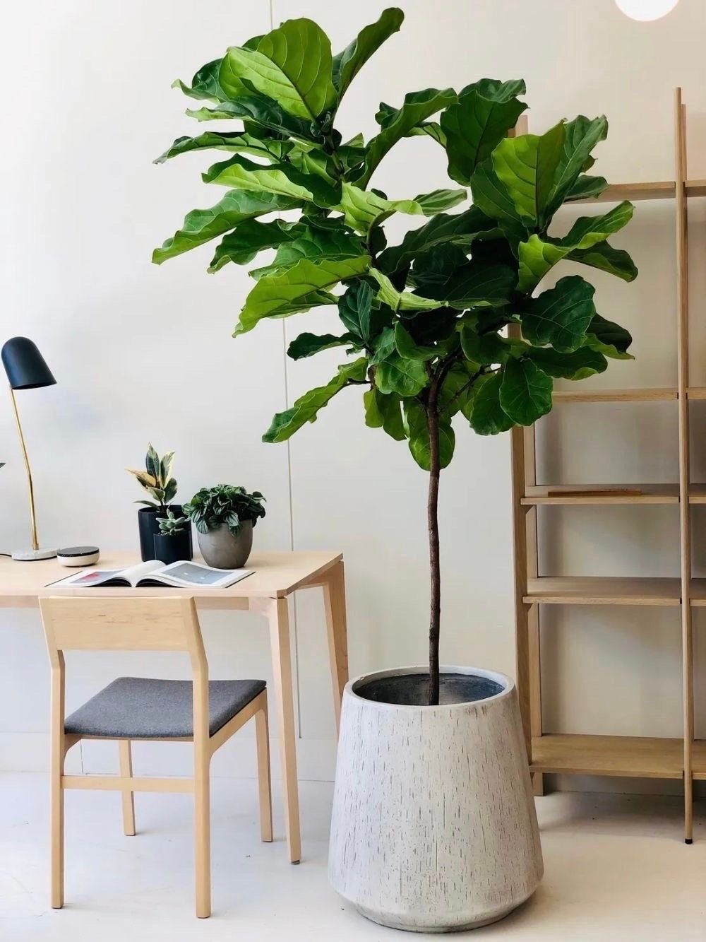 Ficus Lyrata Standard Tree Form 12 Grower Pot Included 6 Feet Overall ...