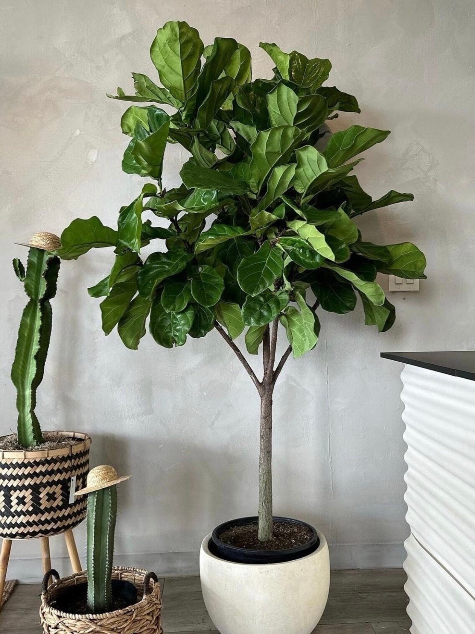 Ficus Lyrata Standard Tree Form 12 Grower Pot Included 6 Feet Overall ...