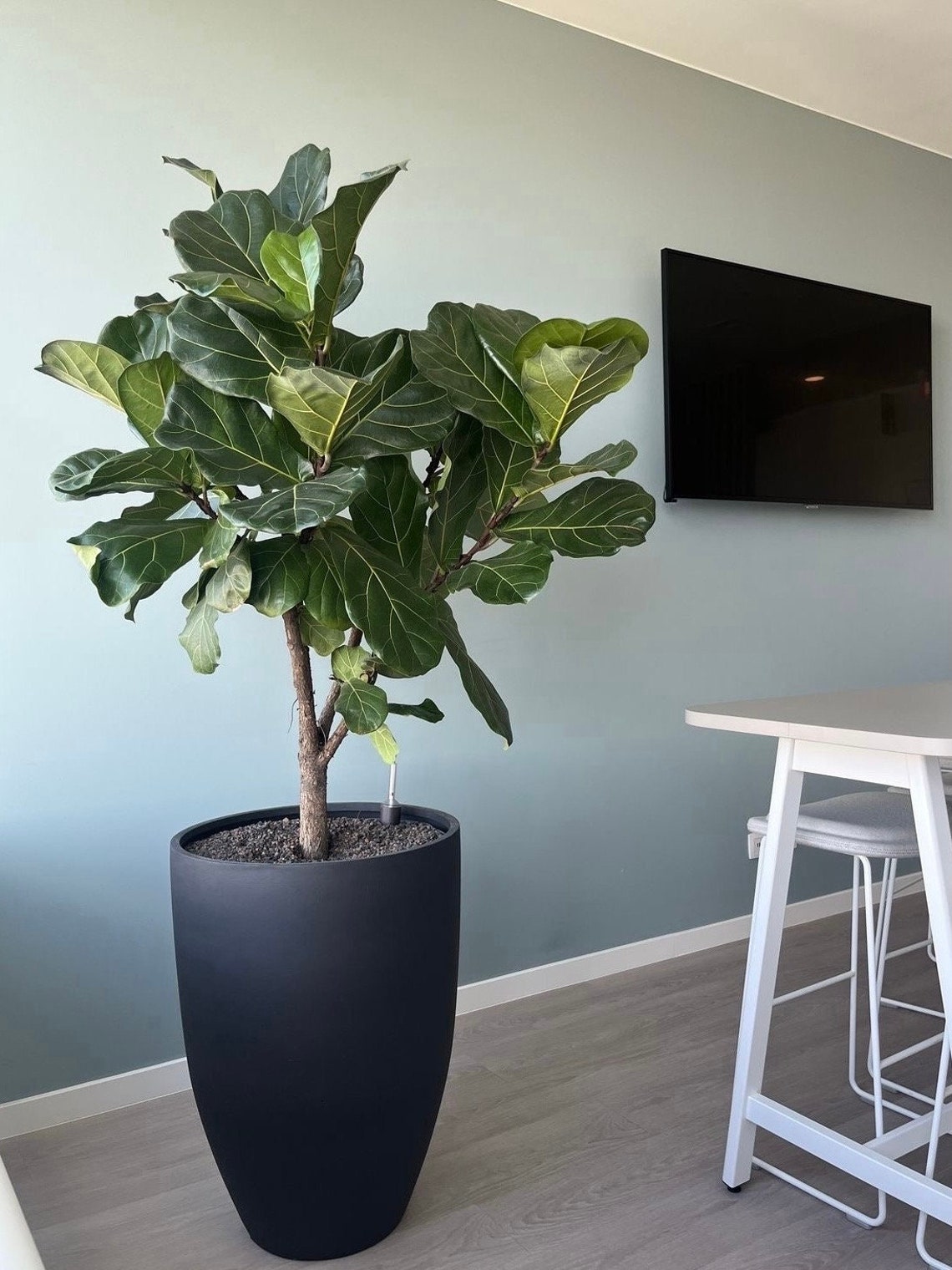 Ficus Lyrata Standard Tree Form in Large 12 Grower Pot Fiddle Leaf Fig ...