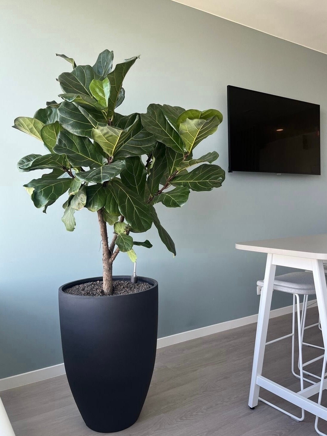 Ficus Lyrata Standard Tree Form in Large 12 Grower Pot Fiddle Leaf Fig ...