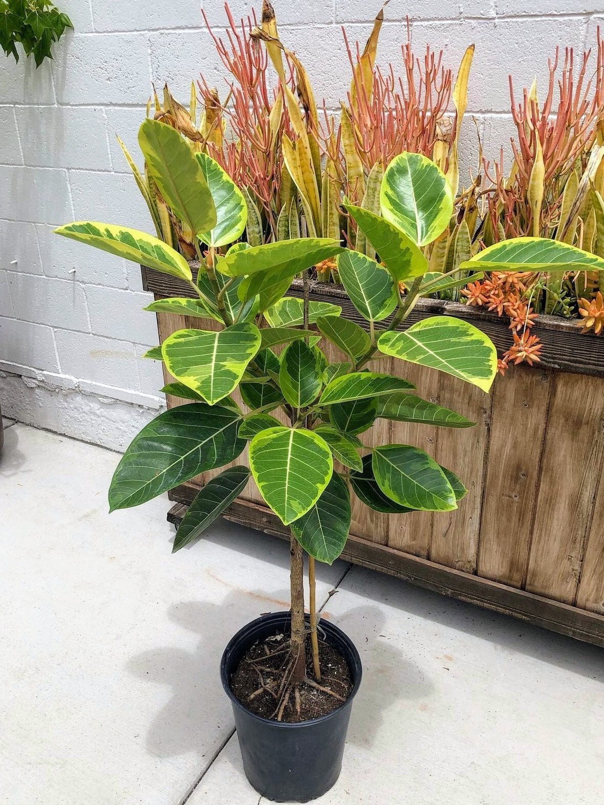 Ficus Altissima Standard Tree Form 10 Grower Pot Included 5 Feet ...