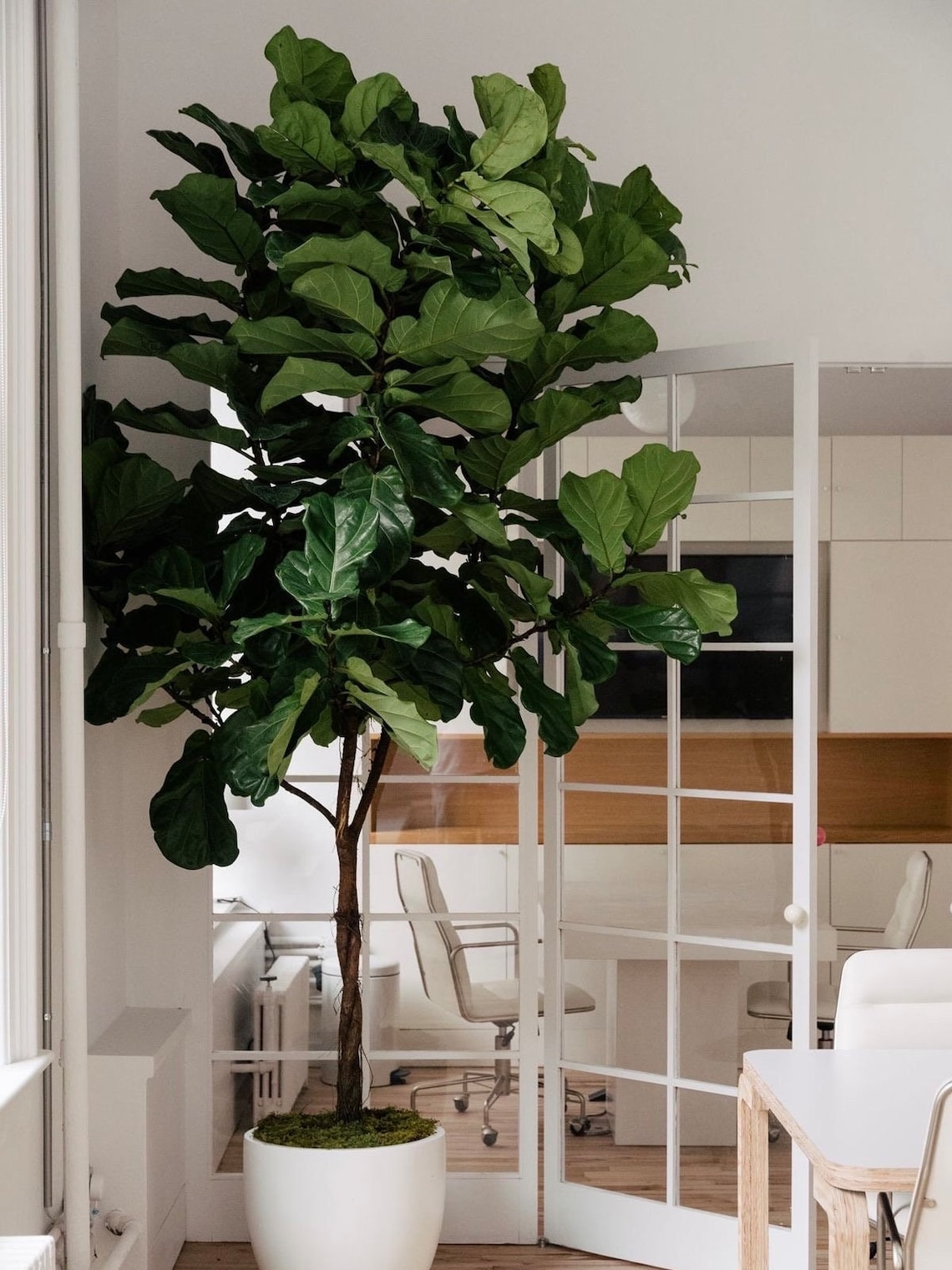 Ficus Lyrata Standard Tree Form 12 Grower Pot Included 6 Feet Overall ...