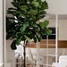 Ficus Lyrata Standard Tree Form 12 Grower Pot Included 6 Feet Overall ...