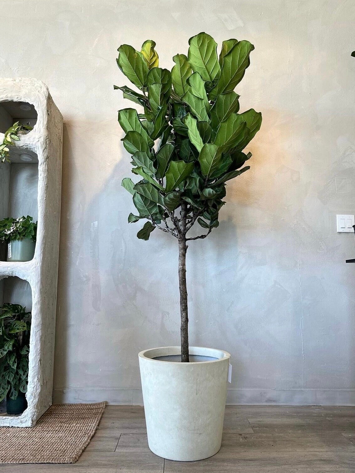 Ficus Lyrata Standard Tree Form 10 Grower Pot Included 5 Feet Overall ...