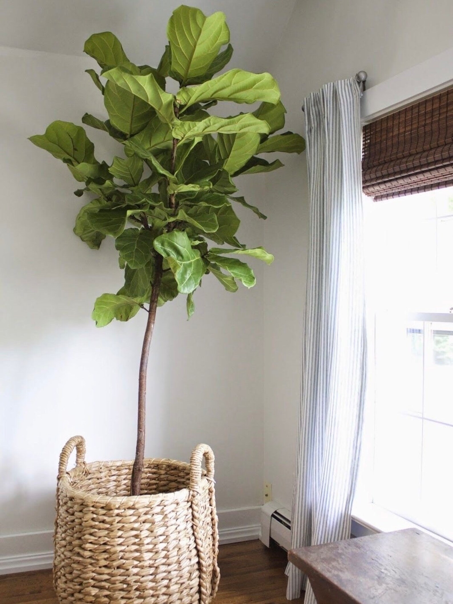 Ficus Lyrata Standard Tree Form in Large 12 Grower Pot Fiddle Leaf Fig ...