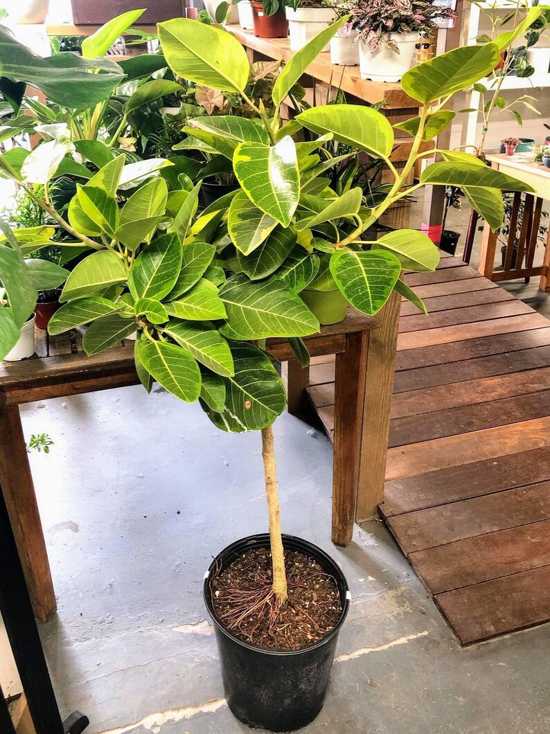 Ficus Altissima Standard Tree Form 10 Grower Pot Included 5 Feet ...