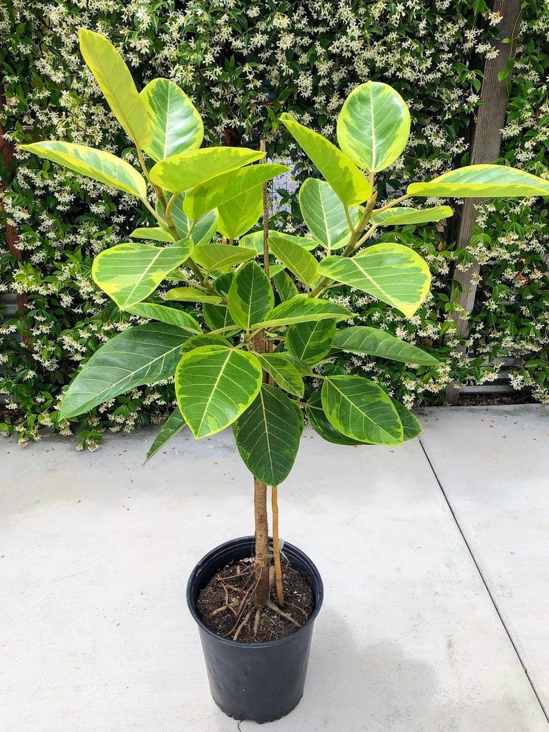Ficus Altissima Standard Tree Form 10 Grower Pot Included 5 Feet ...