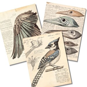 20 Bird Junk Journal Pages, Vintage Ephemera, Bird Journal, Paper ...