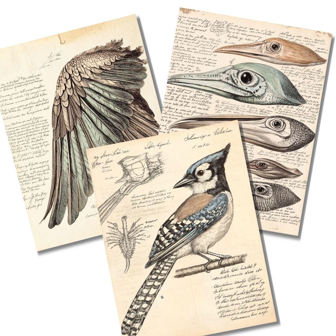 20 Bird Junk Journal Pages, Vintage Ephemera, Bird Journal, Paper ...