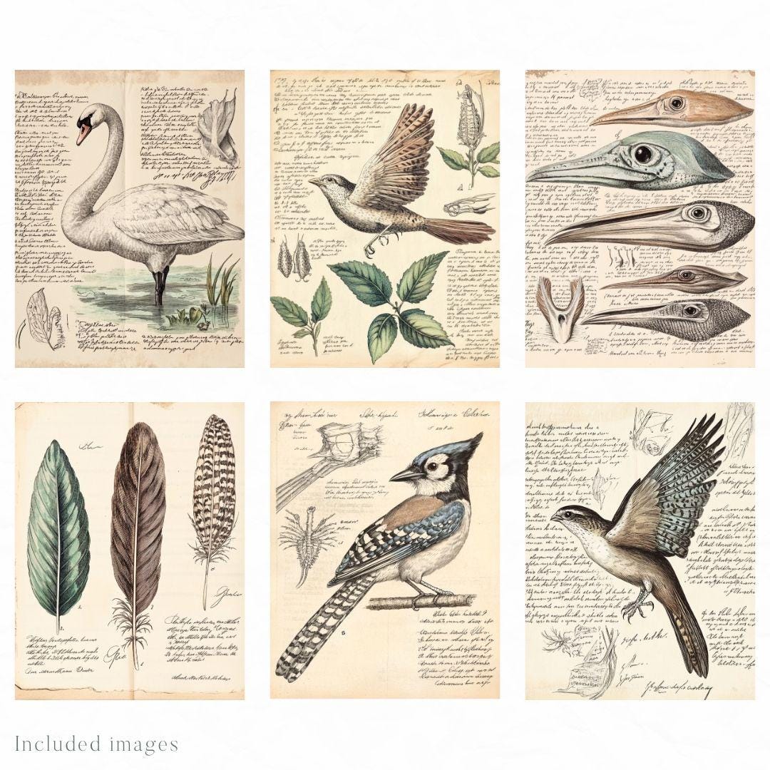 20 Bird Junk Journal Pages, Vintage Ephemera, Bird Journal, Paper ...
