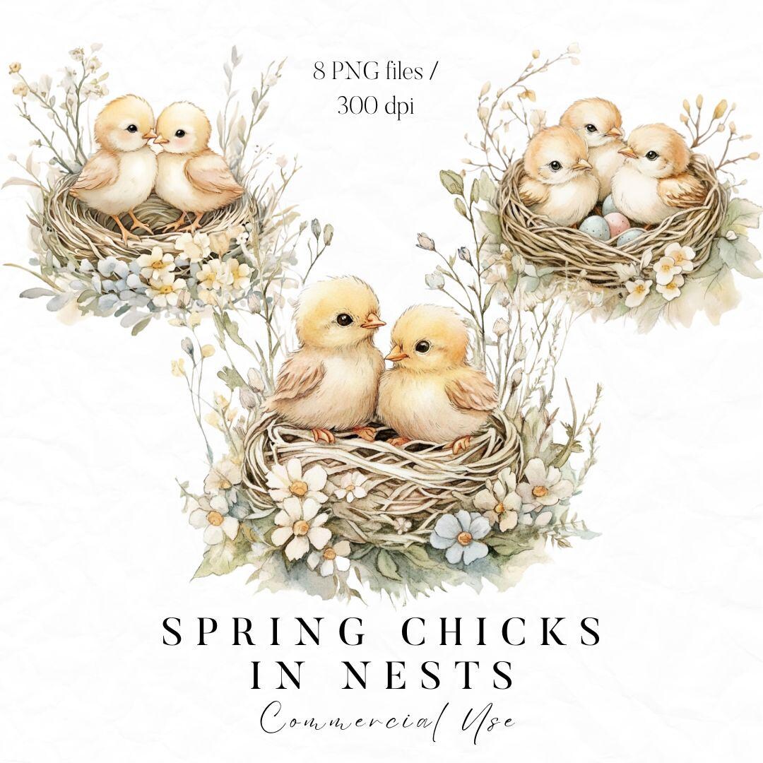 Spring Chicken Clipart, Watercolor Chicken Art, Baby Chick ...