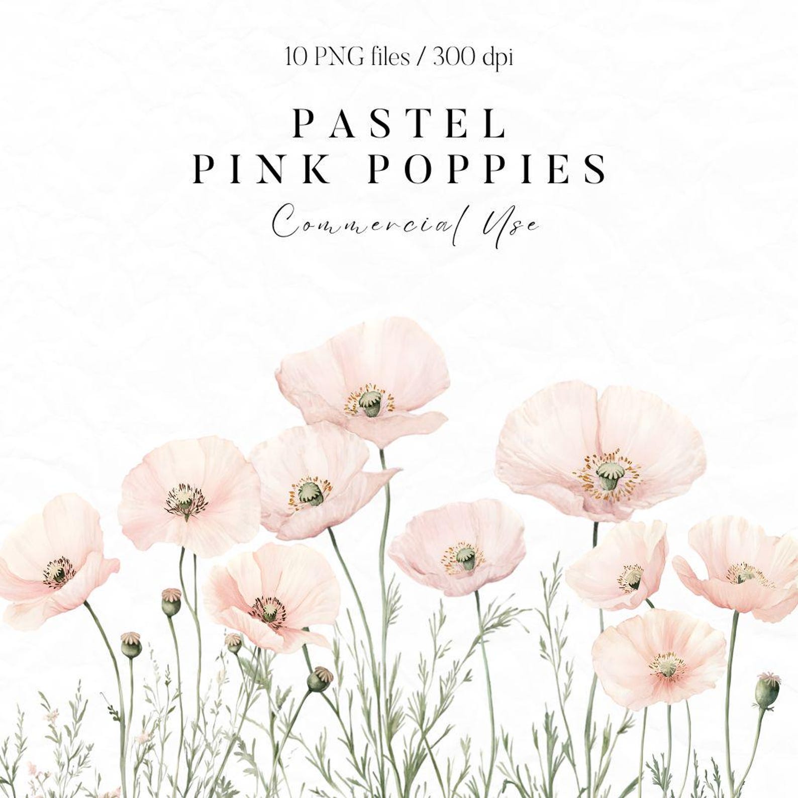 Pale Pink Poppies Clipart, Watercolor Pink Poppies, Pale Pink Flower ...