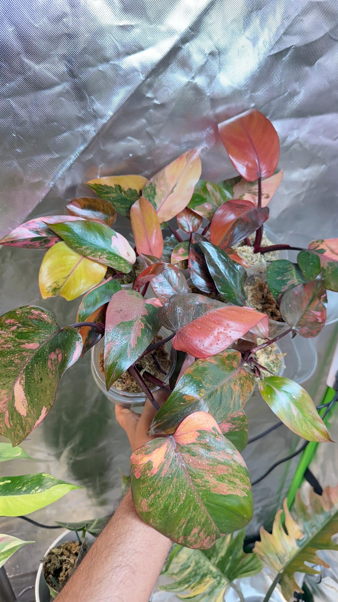 Philodendron Fire Princess ( Princess of Fire) Aka Pink Princess Tri ...