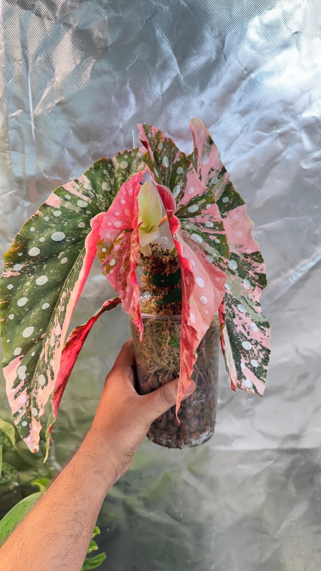 Begonia Pink Maculata High Variegated - Etsy