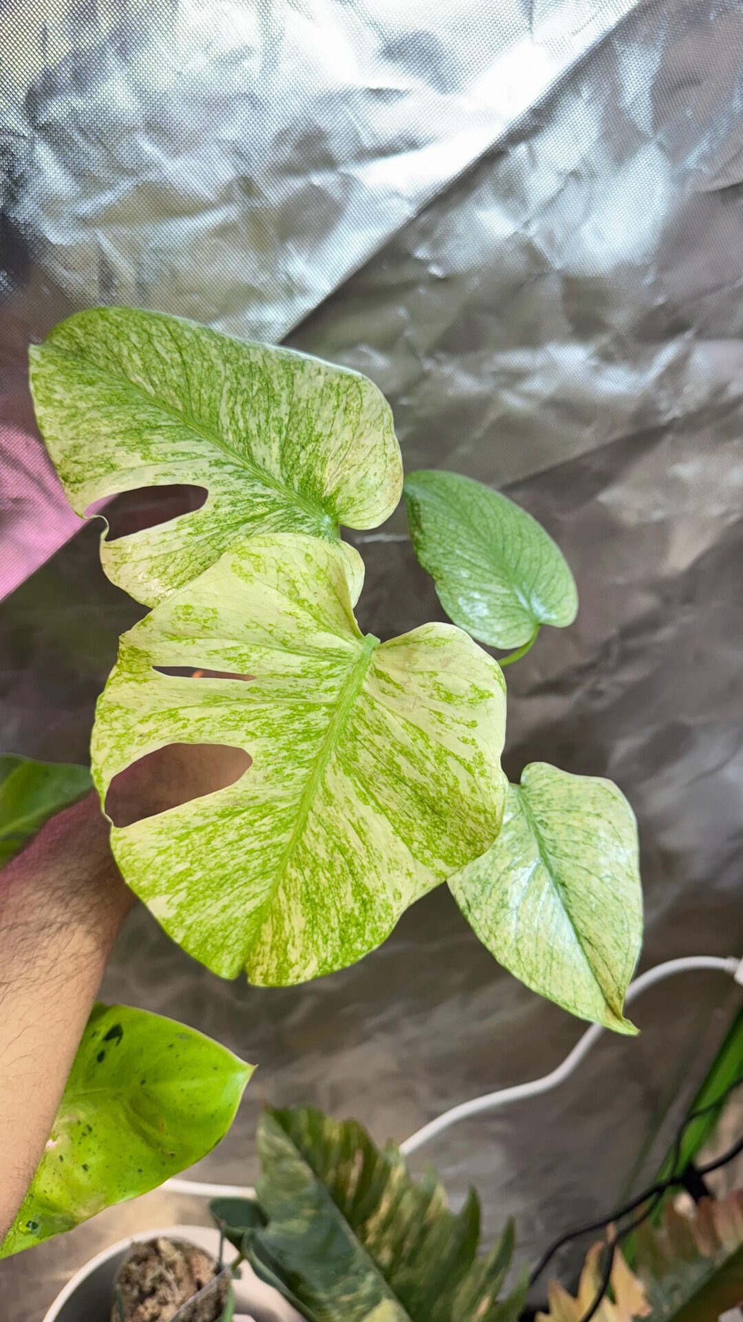 Monstera Mint Large Form Noid - Well Rooted - Etsy