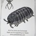 Cute Pill Bug Rolly Polly Roly Polies Doodle Bug Iron on Patch - Etsy