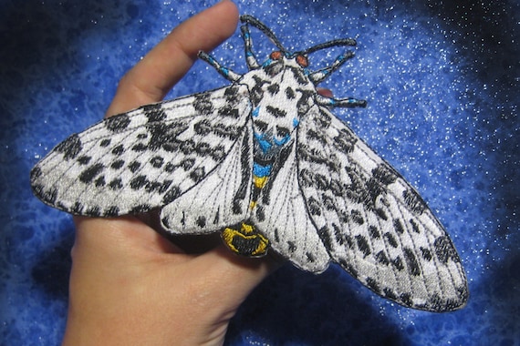 Giant Leopard Moth Eyed Tiger Moth Hypercompe Scribonia Iron - Etsy
