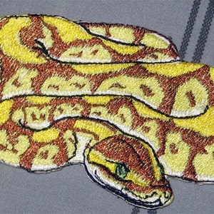 Awesome Royal Pastel Ball Python Snake python Regius Serpent Pet Iron ...