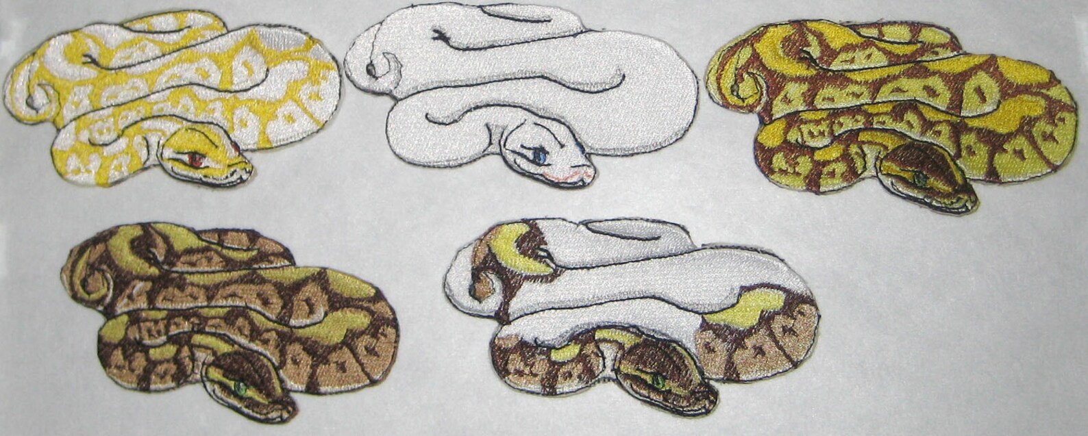 Awesome Royal Pastel Ball Python Snake python Regius Serpent Pet Iron ...