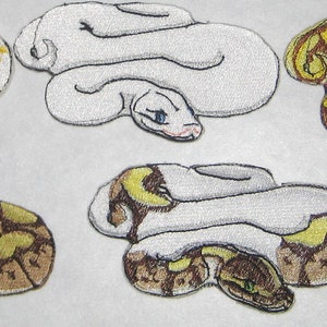 Awesome Royal Pastel Ball Python Snake python Regius Serpent Pet Iron ...
