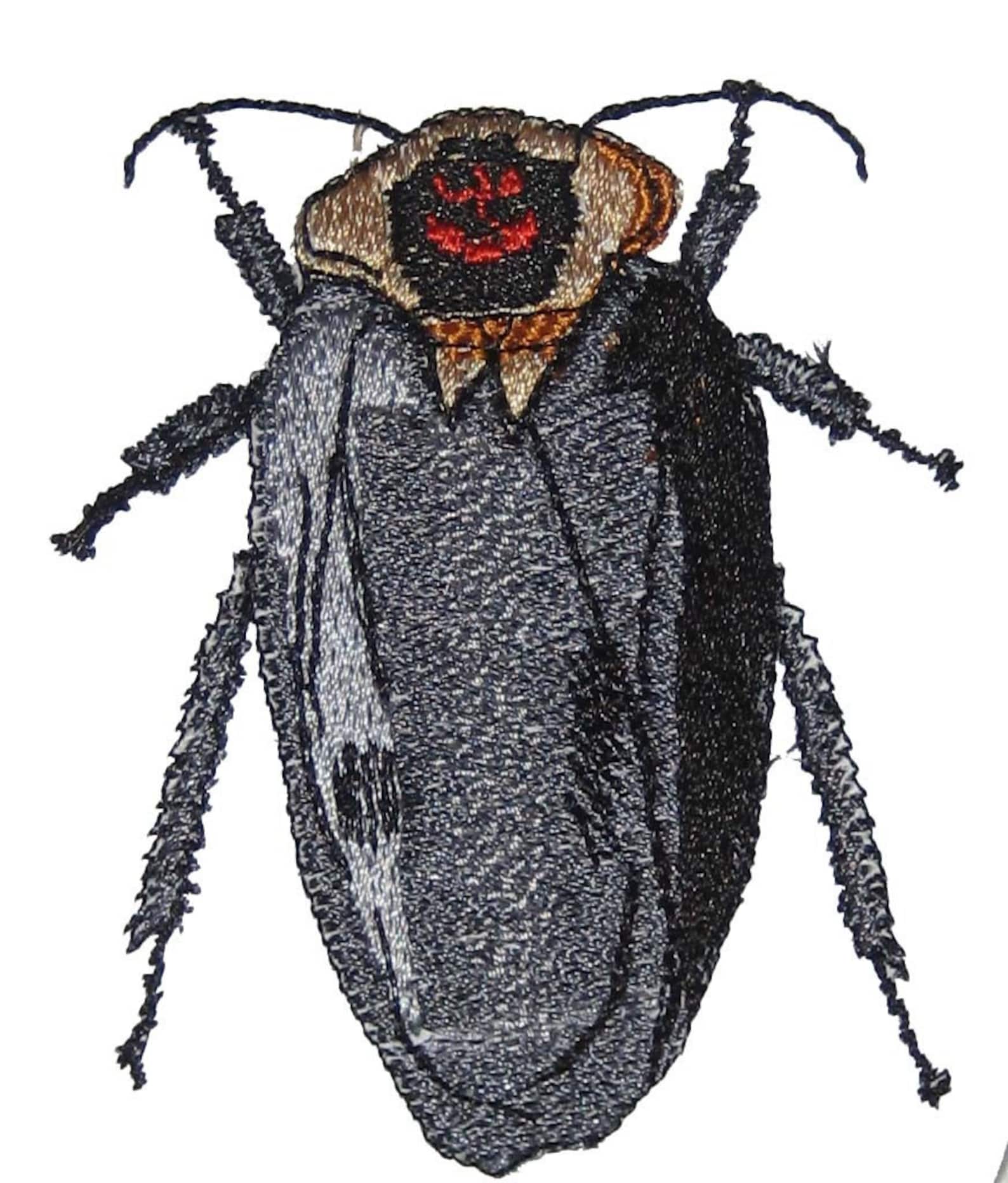 Rare Death's Head Cockroach Roach Blaberus Craniifer Steam | Etsy