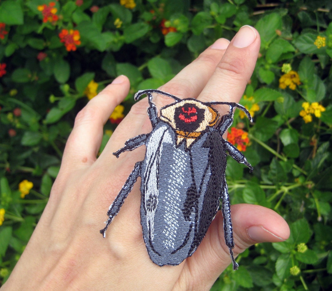 Rare Death's Head Cockroach Roach Blaberus Craniifer Steam - Etsy