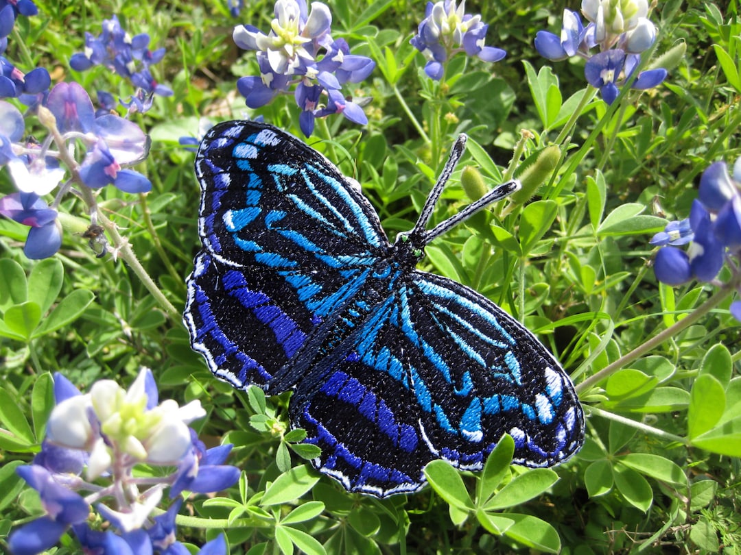 Mexican Bluewing Butterfly Myscelia Ethus Iron on or Sew on Patch - Etsy