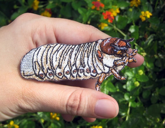 Scarab Beetle Grub Watch A Sausage Size Insect Transform From Larva To